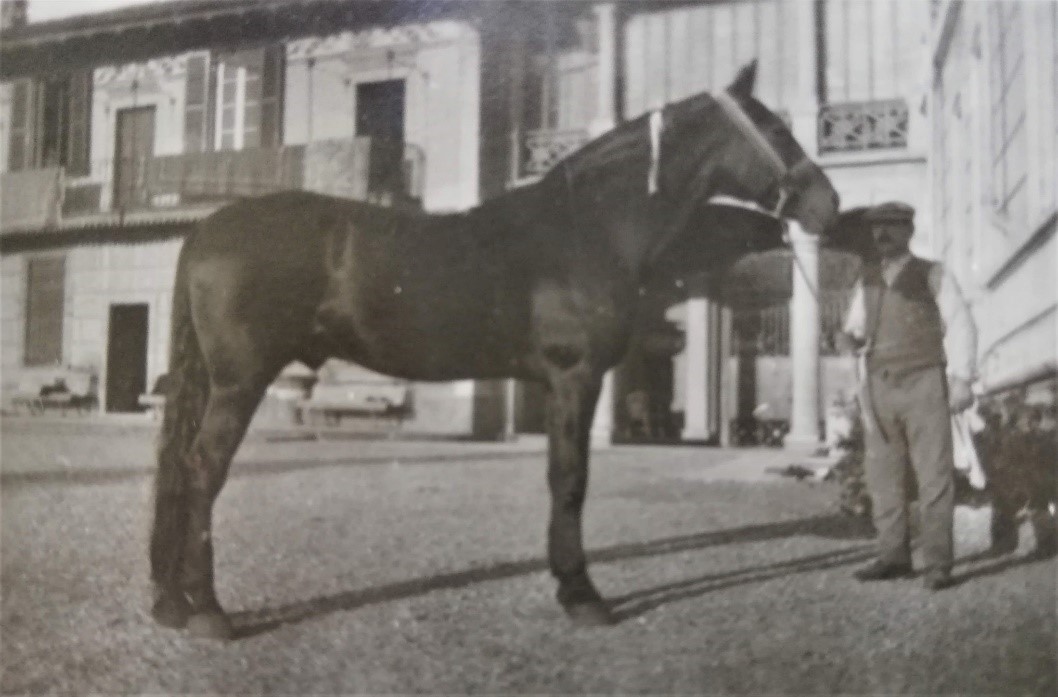 La voce del cavallo - Fondazione Giusi Pesenti Calvi